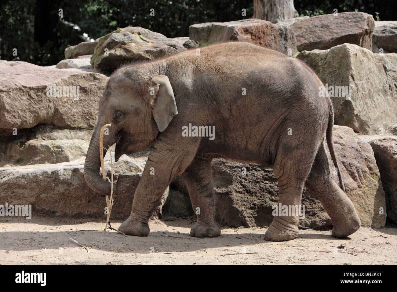 Asian Elephant (Elephas maximus), young animal playing with stick Stock ...