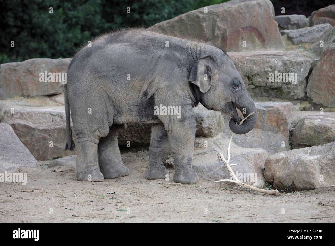 Asian elephant and baby hi-res stock photography and images - Alamy