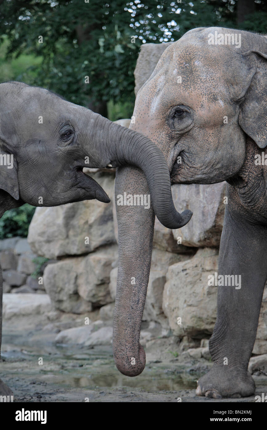 Elephant trunks hi-res stock photography and images - Alamy