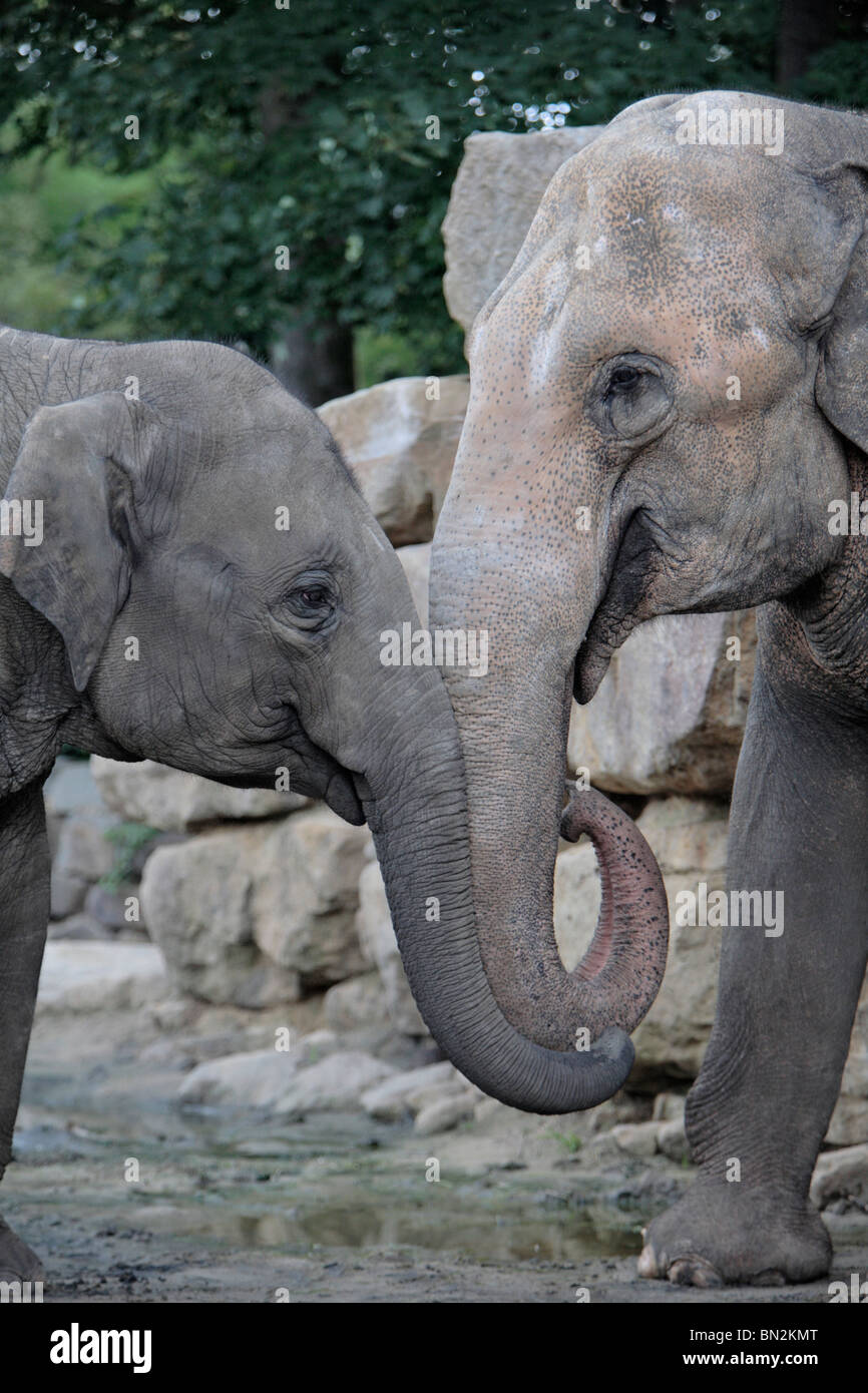 Asian Elephant (Elephas maximus), two animals entwining trunks in ...