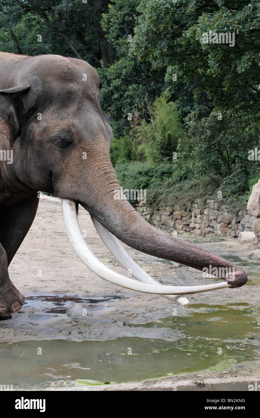 Asian Elephant (Elephas maximus), Bull with large tusks Stock Photo - Alamy