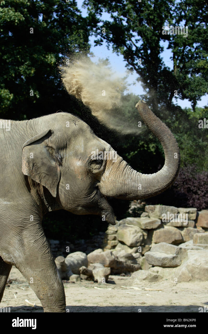 Asian Elephant (Elephas maximus), animal blowing sand through its trunk ...