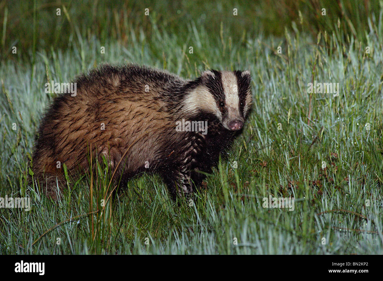 Badger Meles meles, searching for food at night, on rain drenched ...