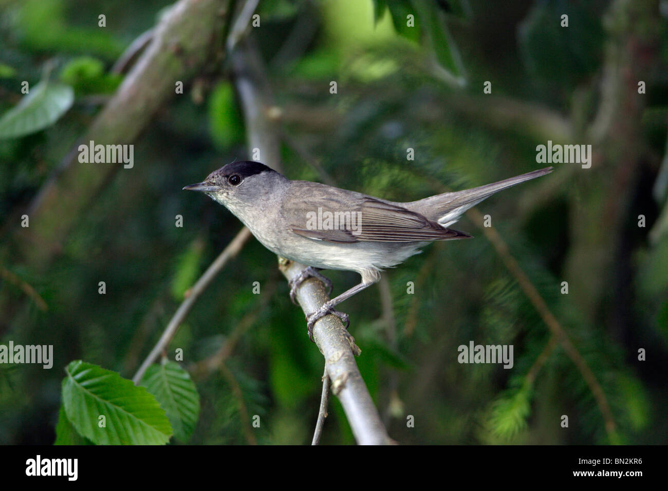 Blackcap (Sylvia atricapilla), male peched on branch, Lower Saxony ...