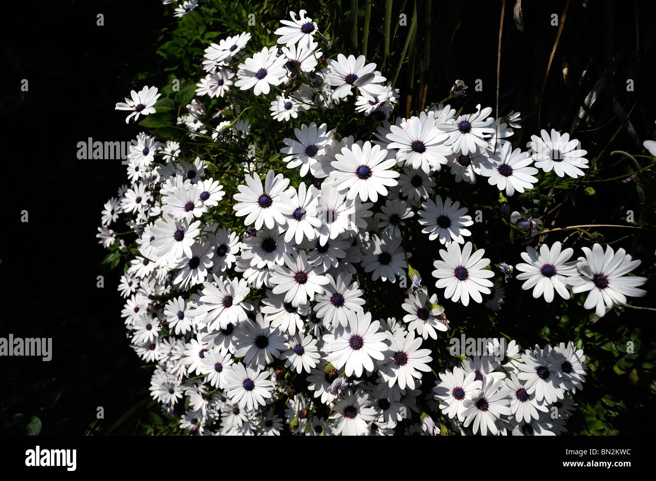 African star flower hi-res stock photography and images - Alamy