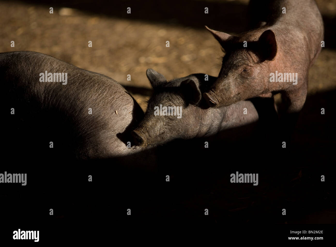 Baby Spanish Iberian pigs play in a pig pen in Prado del Rey, Sierra de ...