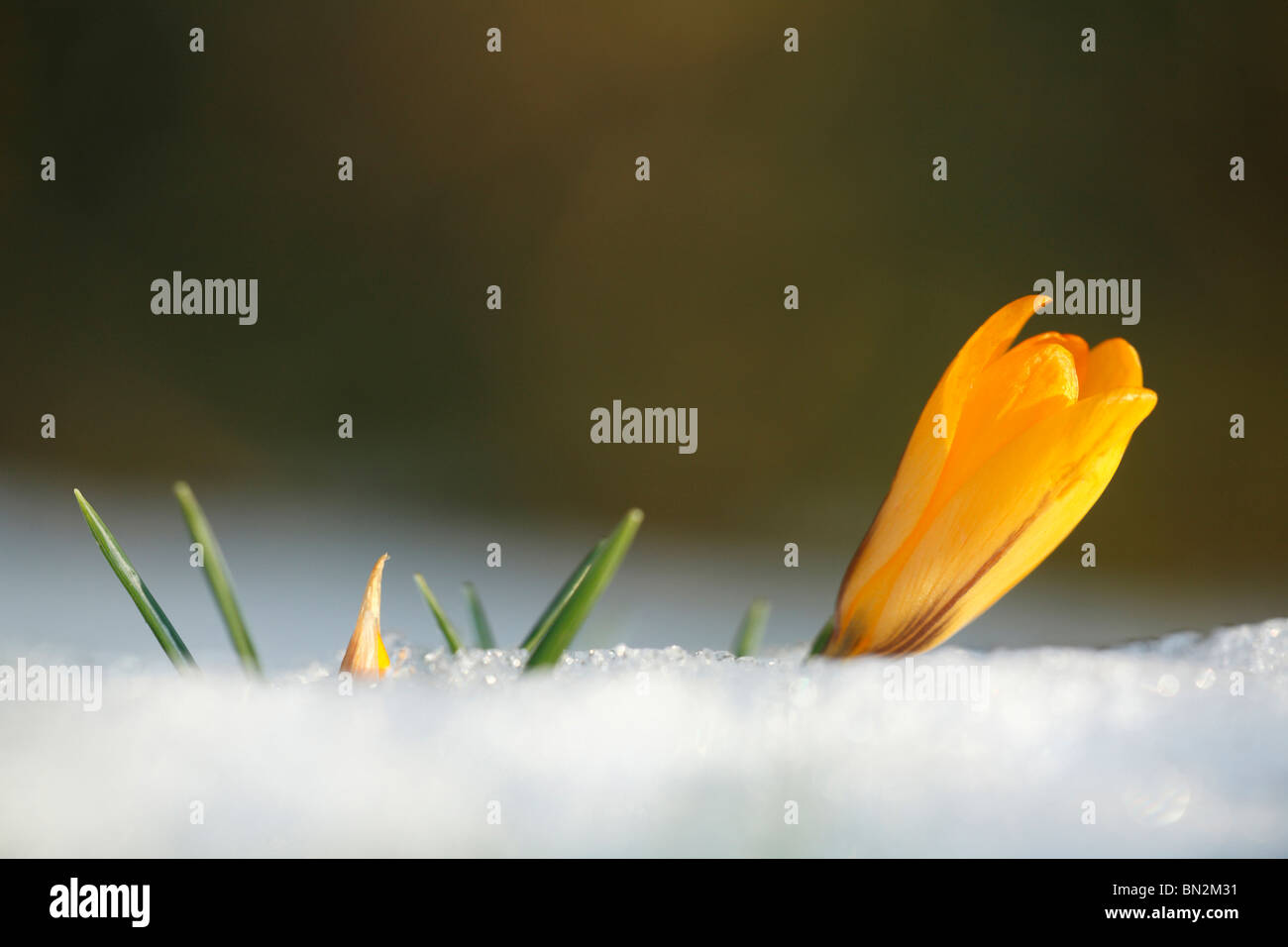 Crocus, single yellow blossom, flowering in snow, springtime, Germany ...