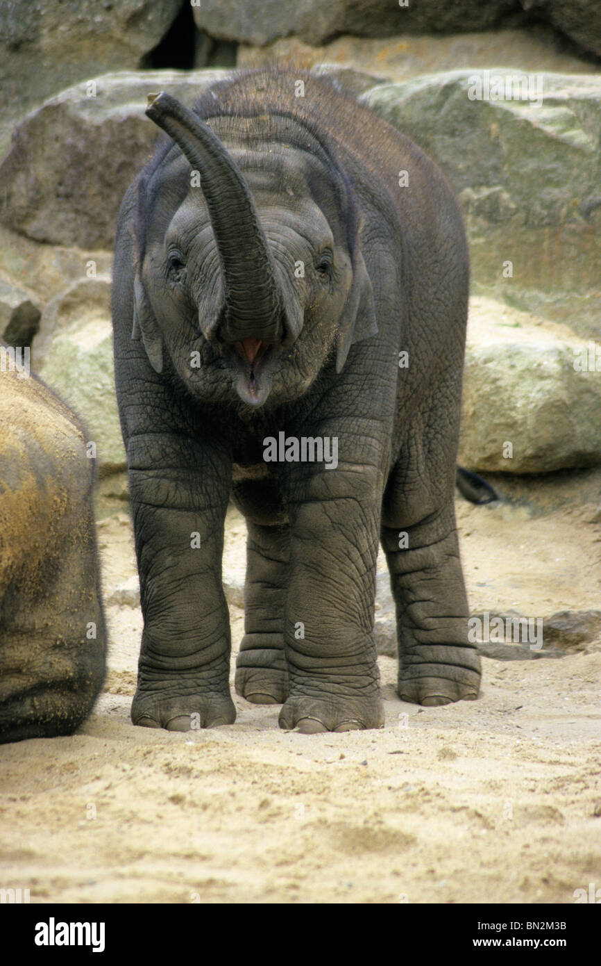 Trumpeting elephas maximus hi-res stock photography and images - Alamy