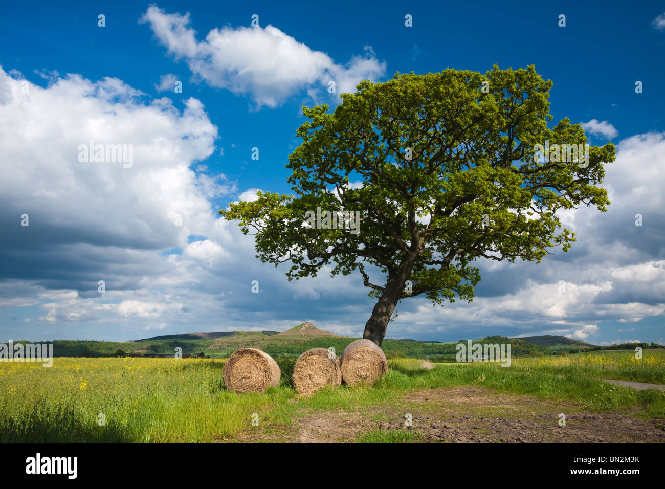 Bails of hay under a single tree and dramatic sky with Roseberry ...