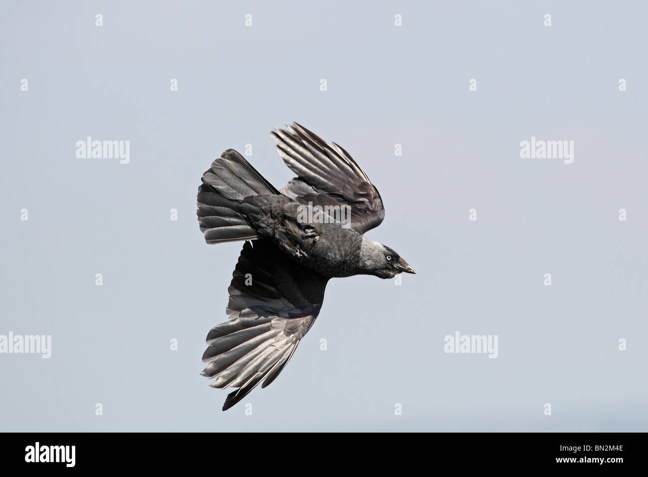 Jackdaw in flight Stock Photo - Alamy