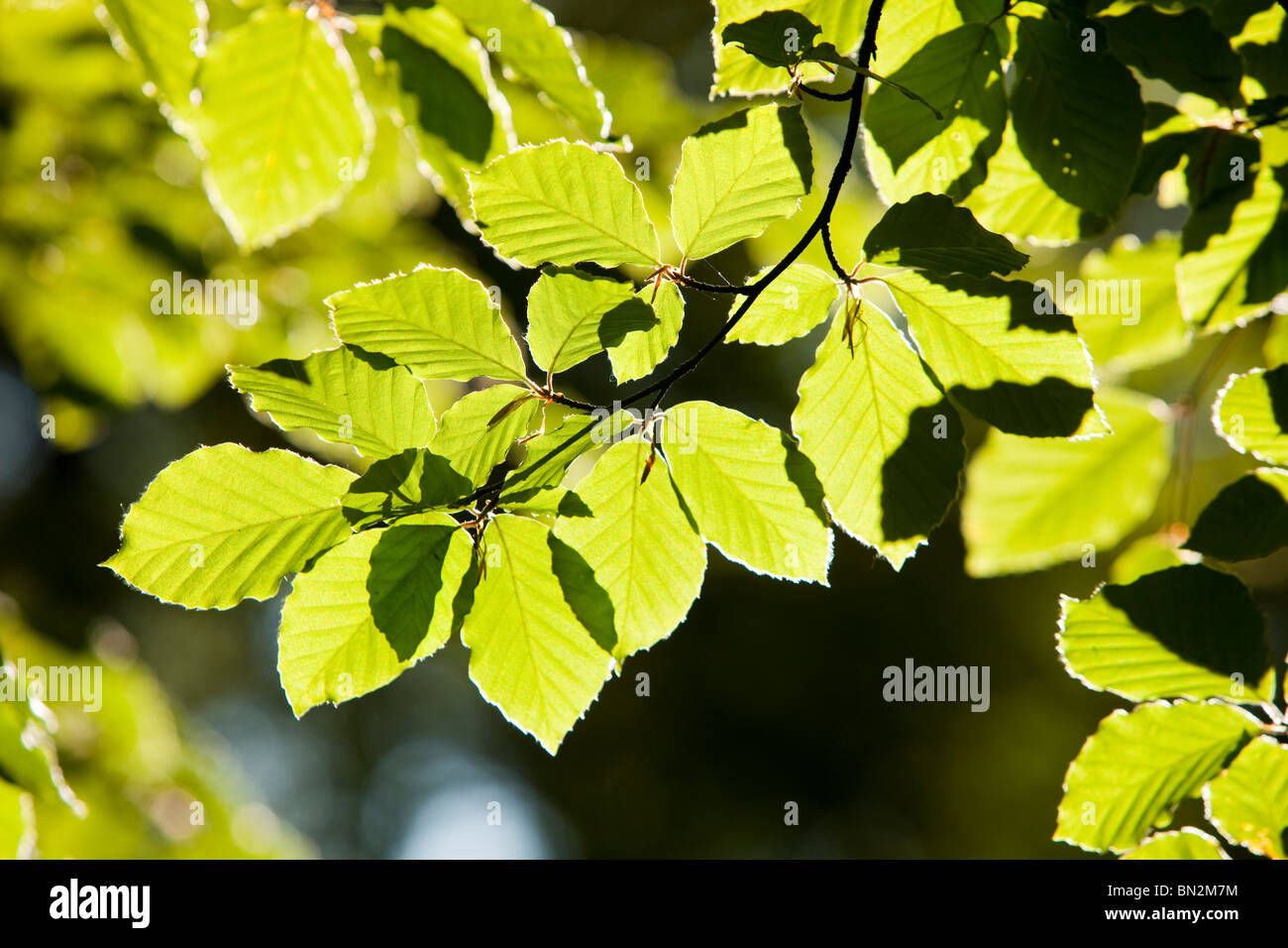 Beech leaves in Spring Stock Photo - Alamy