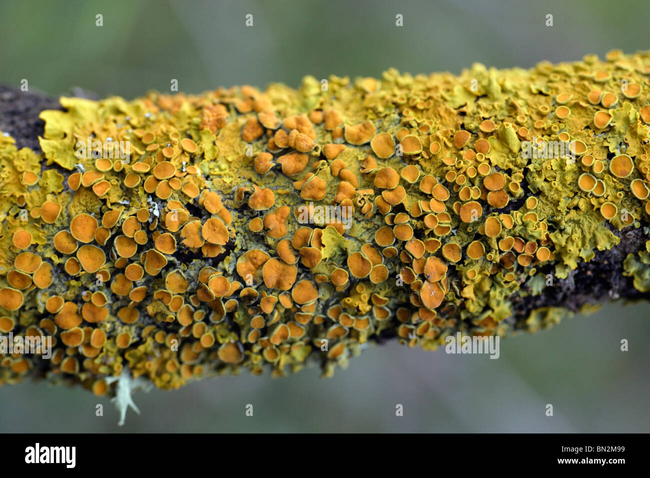 Lichen on branch hi-res stock photography and images - Alamy
