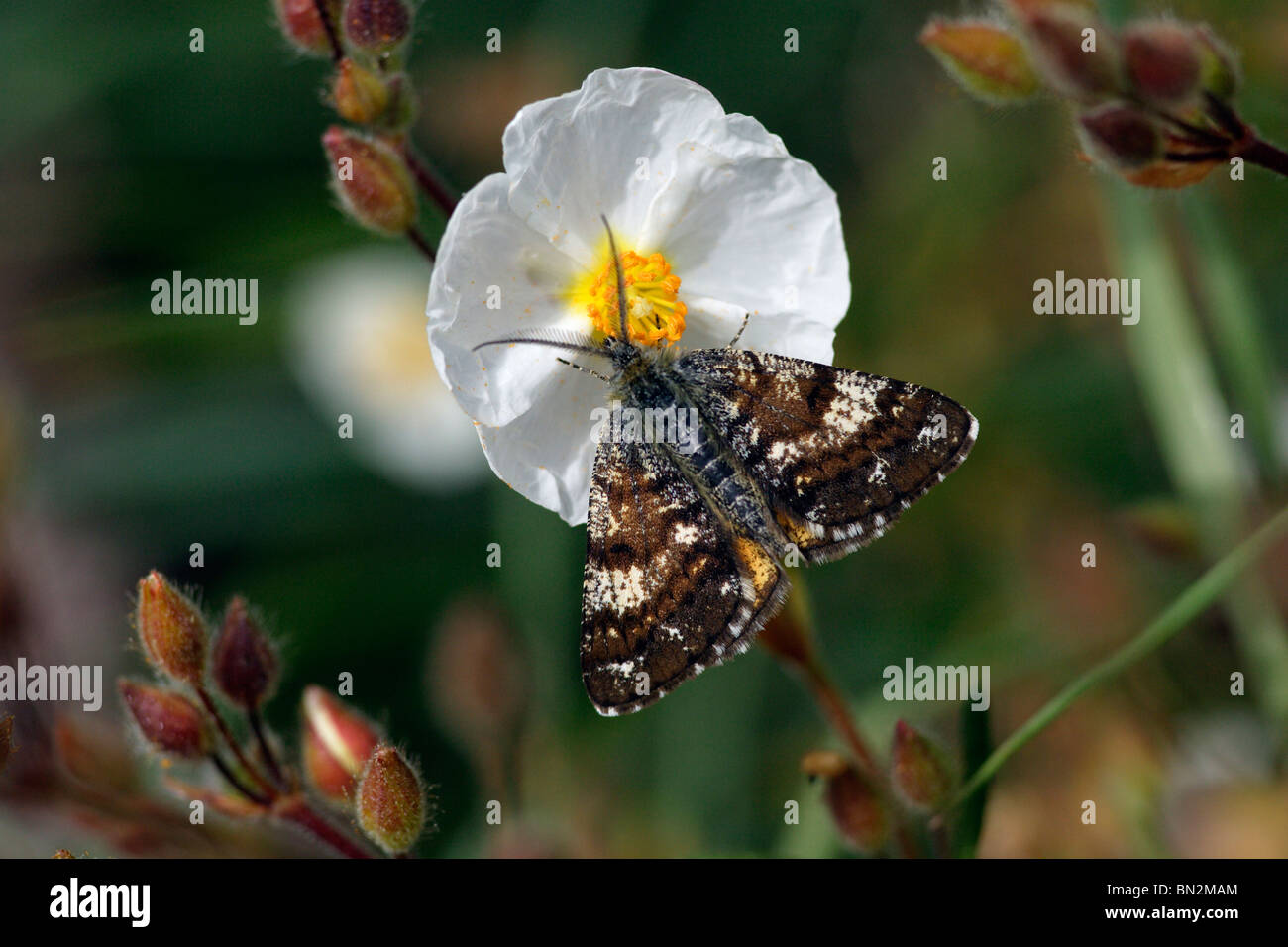 Moth feeding on flower hi-res stock photography and images - Alamy