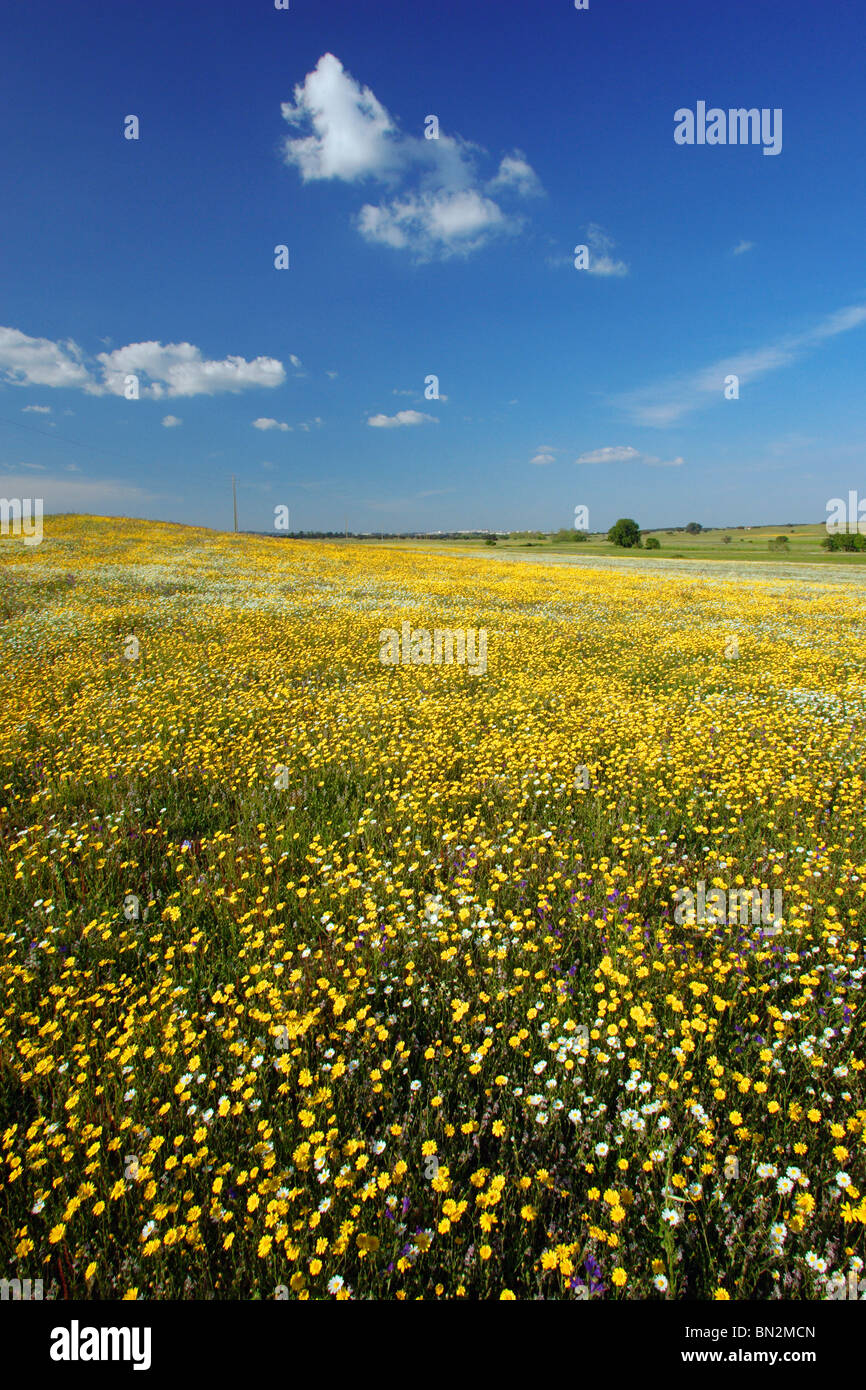 Wildflowers portugal hi-res stock photography and images - Alamy