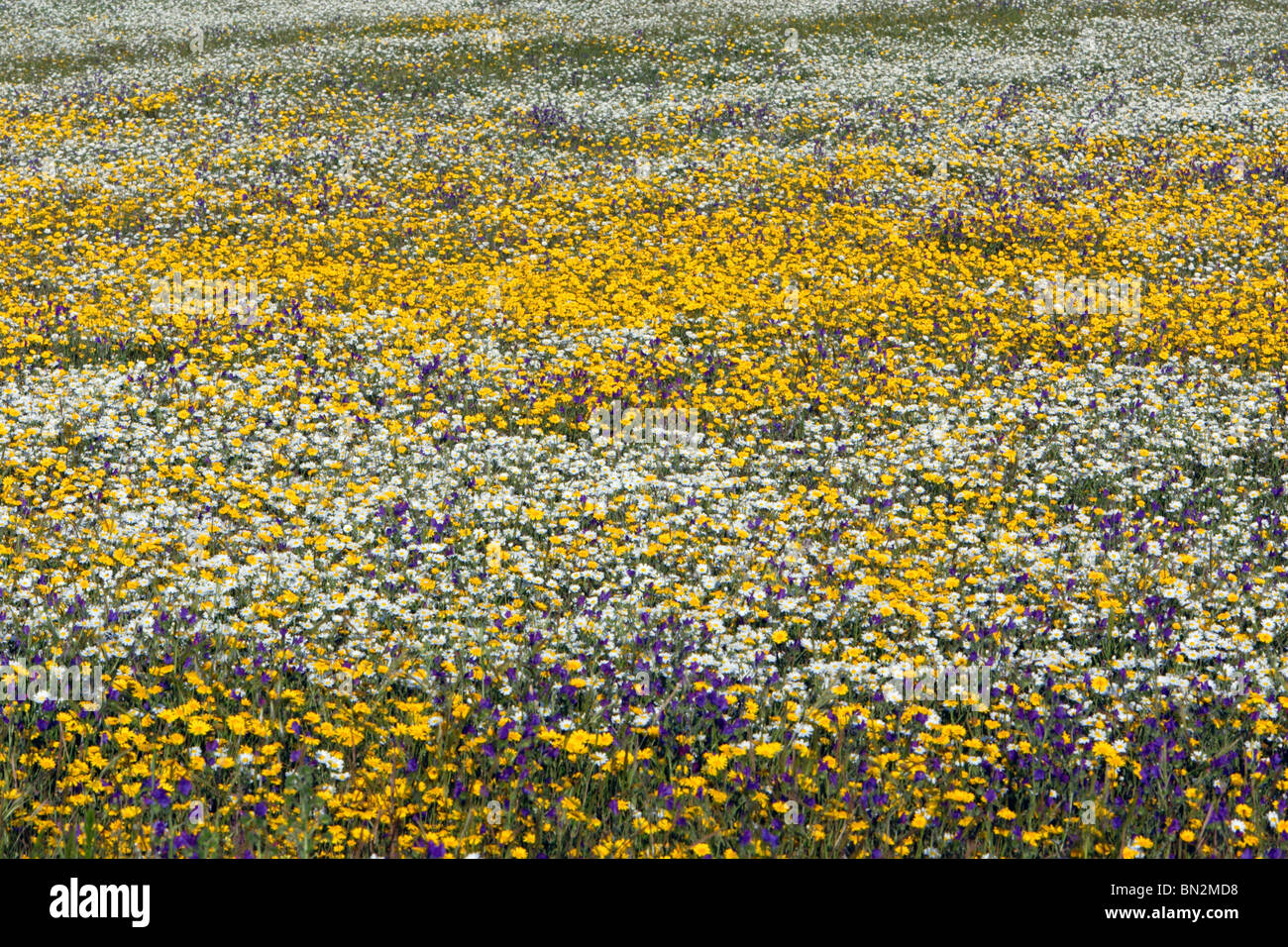 Meadows of wildflowers Alentejo Portugal Stock Photo - Alamy