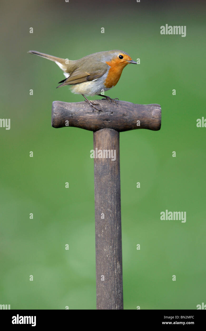 Robin on spade hi-res stock photography and images - Alamy