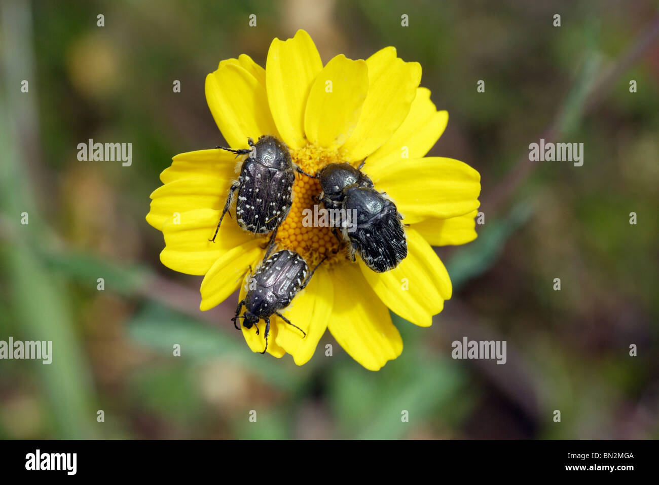 Pollen beetles hi-res stock photography and images - Alamy