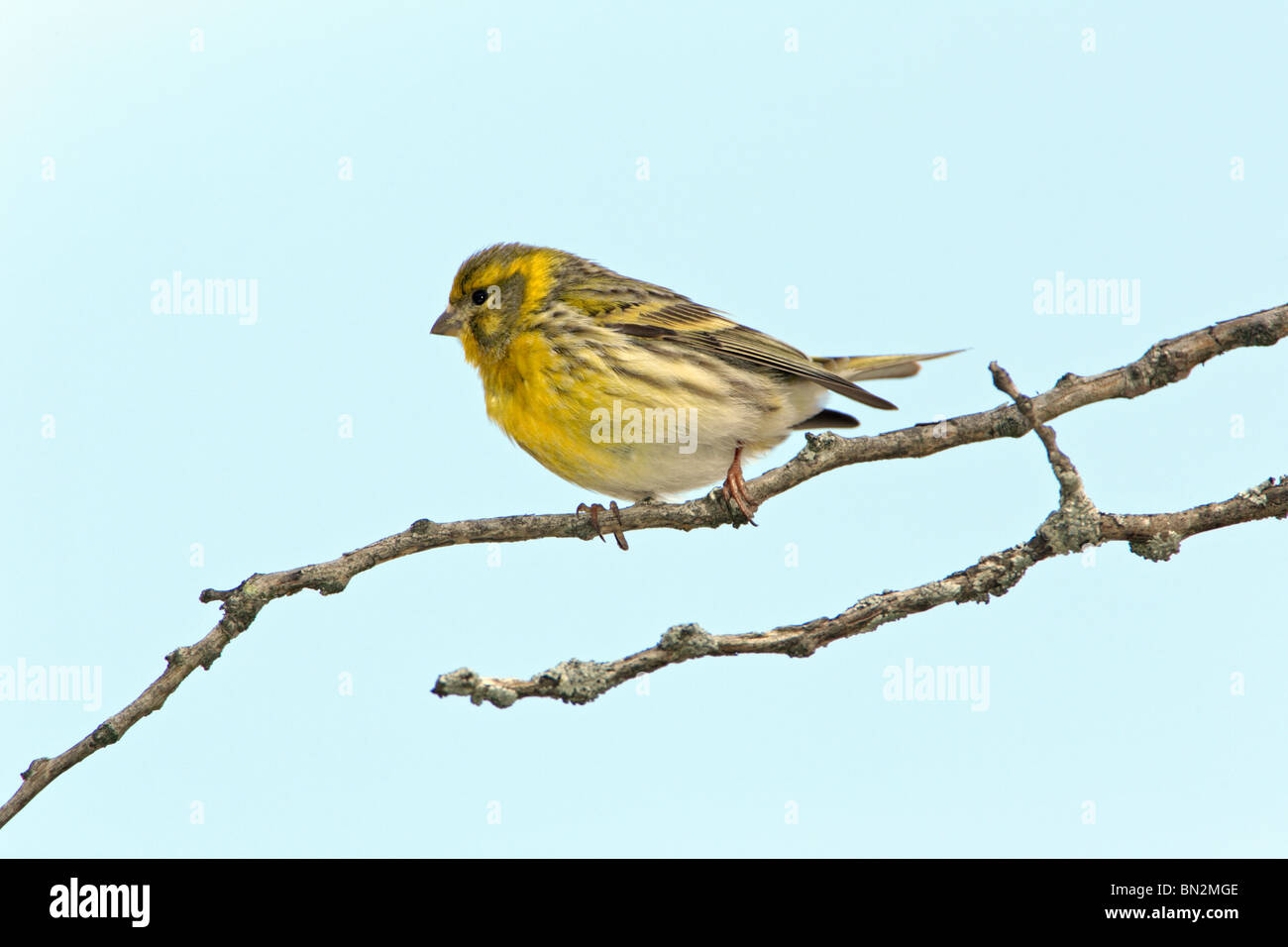 Serin finch hi-res stock photography and images - Alamy