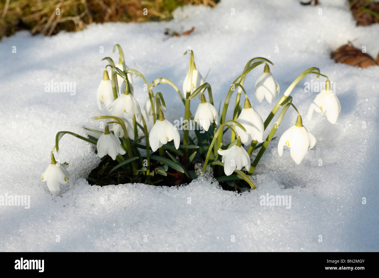 Snowdrop, Galanthus nivalis, flowers amongst snow in garden, spring ...