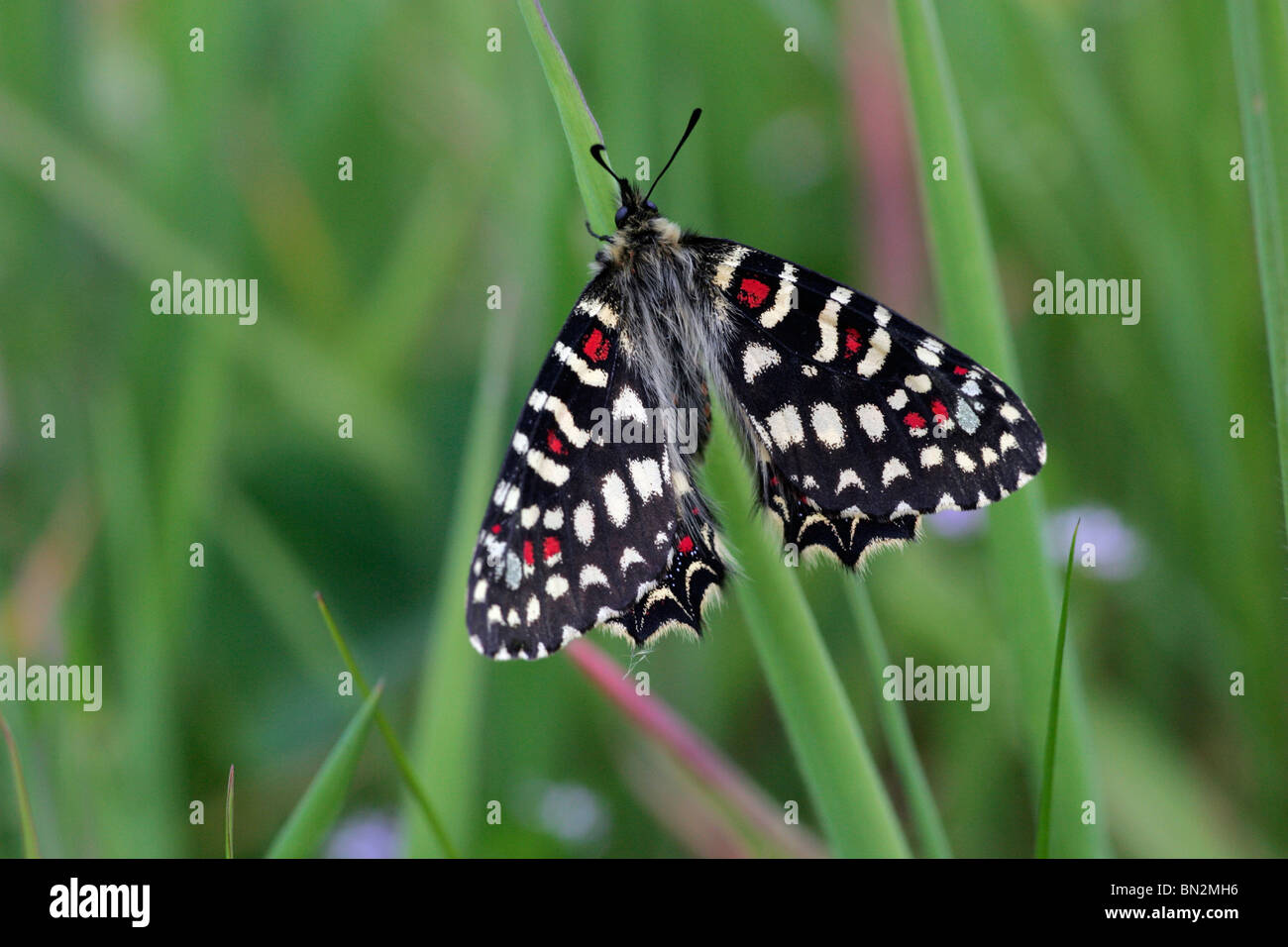 Butterfly Spanish Festoon (Zerynthia rumnia) Extremadura Spain Stock ...