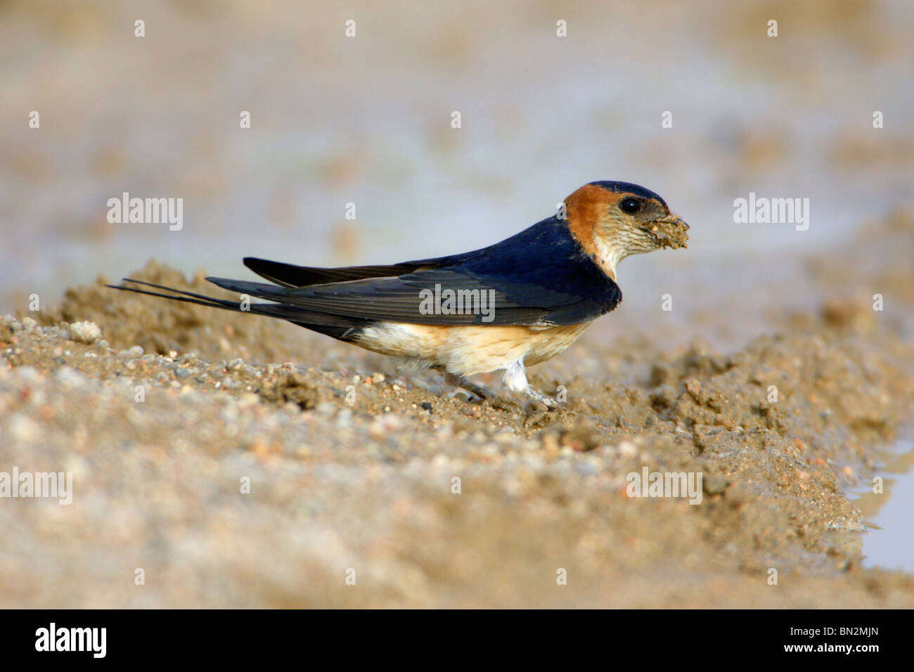 Red rumped swallow nest hi-res stock photography and images - Alamy