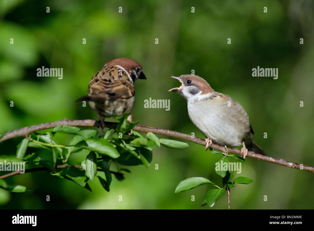 Begging young bird hi-res stock photography and images - Alamy