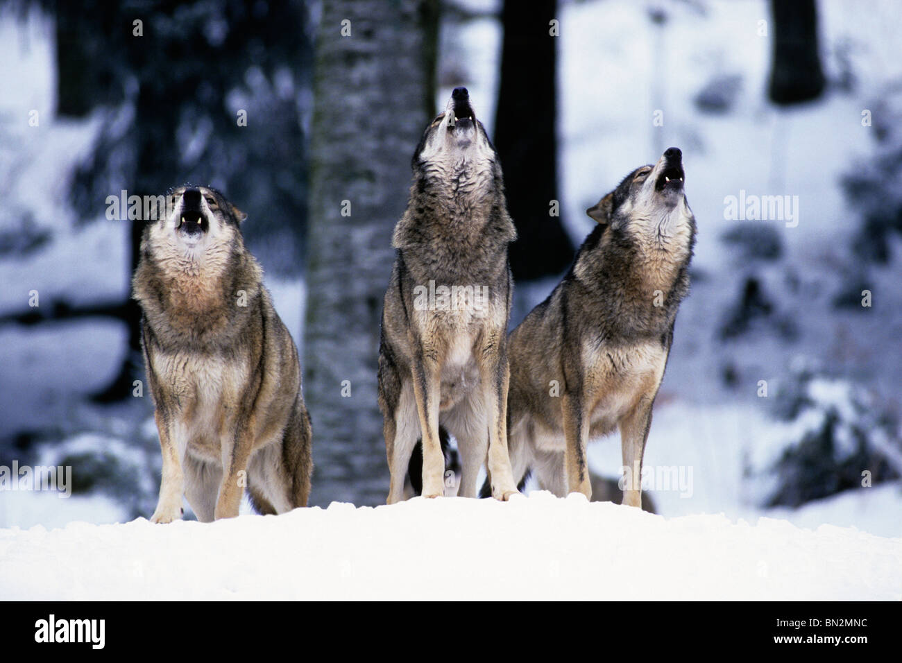 Wolves howling hi-res stock photography and images - Alamy