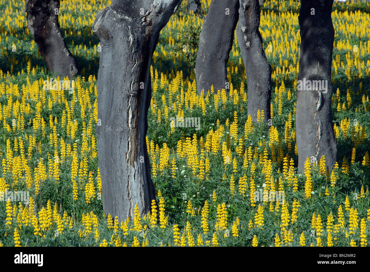 Yellow Lupin (Lupinus luteus) planted under Cork Oak (Quercus suber ...