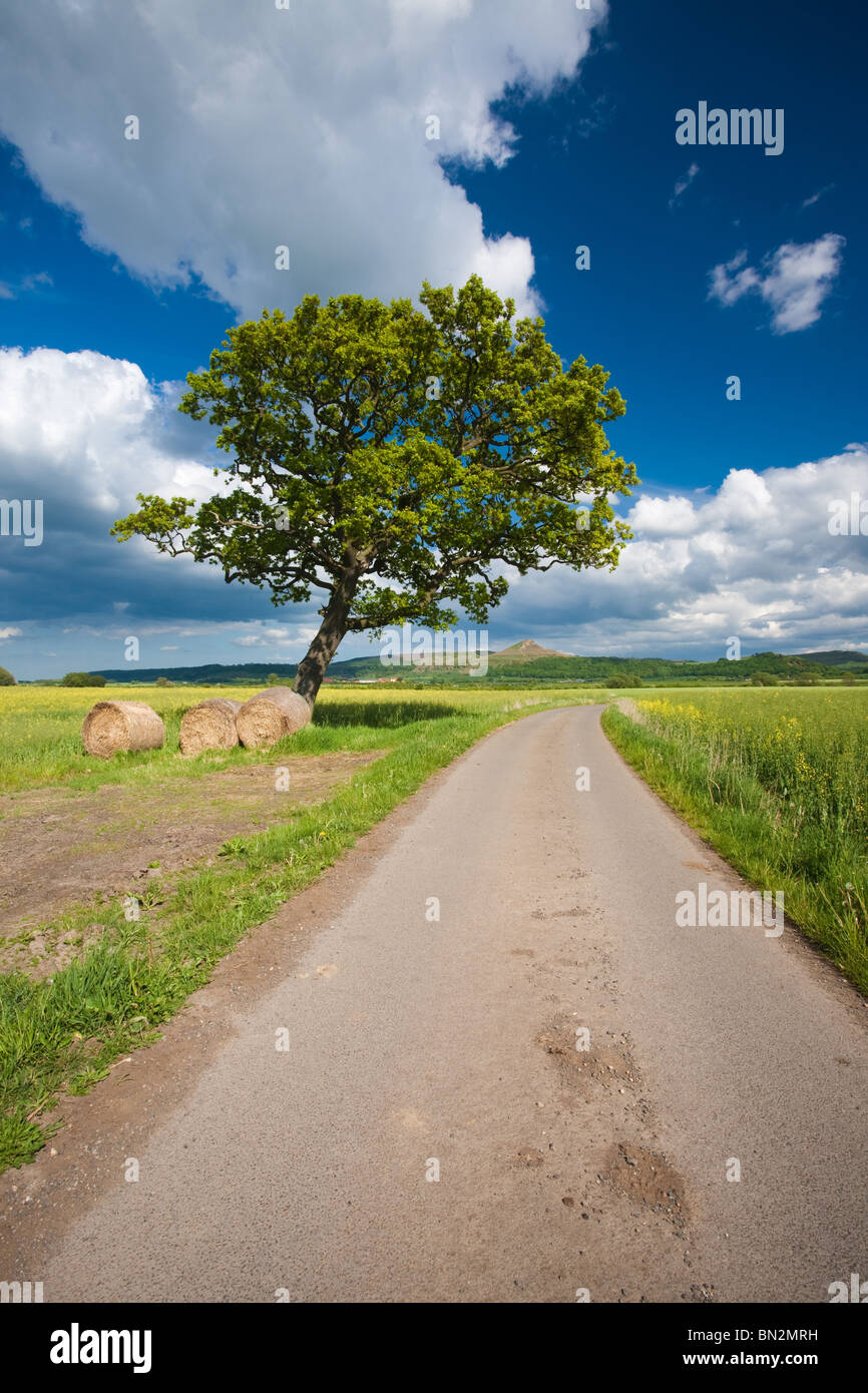 Bails of hay under a single tree and dramatic sky with Roseberry ...