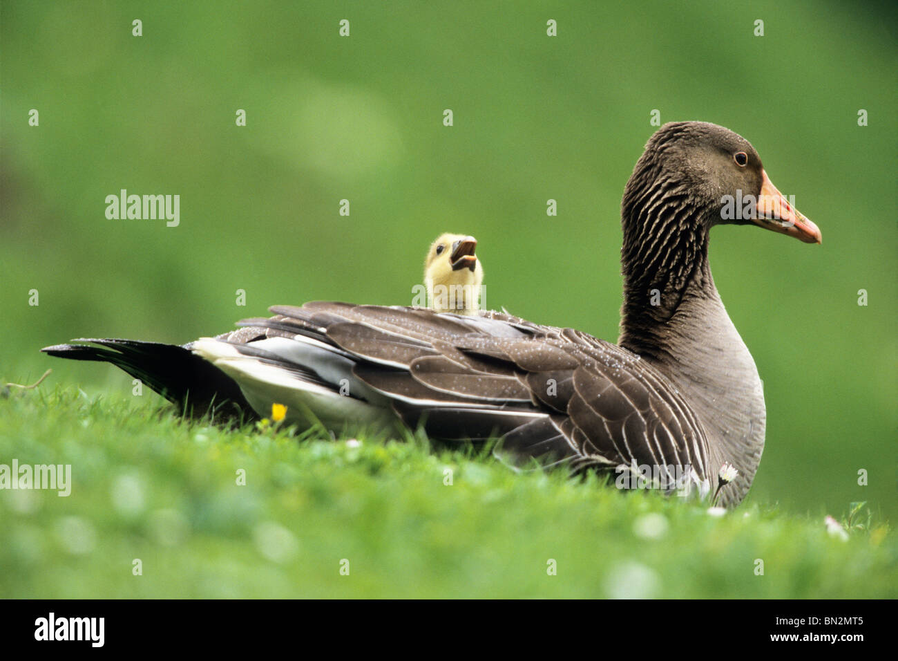 Back of the goose hi-res stock photography and images - Alamy