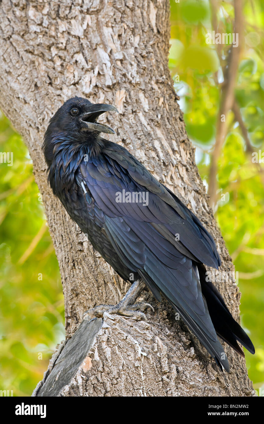 Raven allen hi-res stock photography and images - Alamy