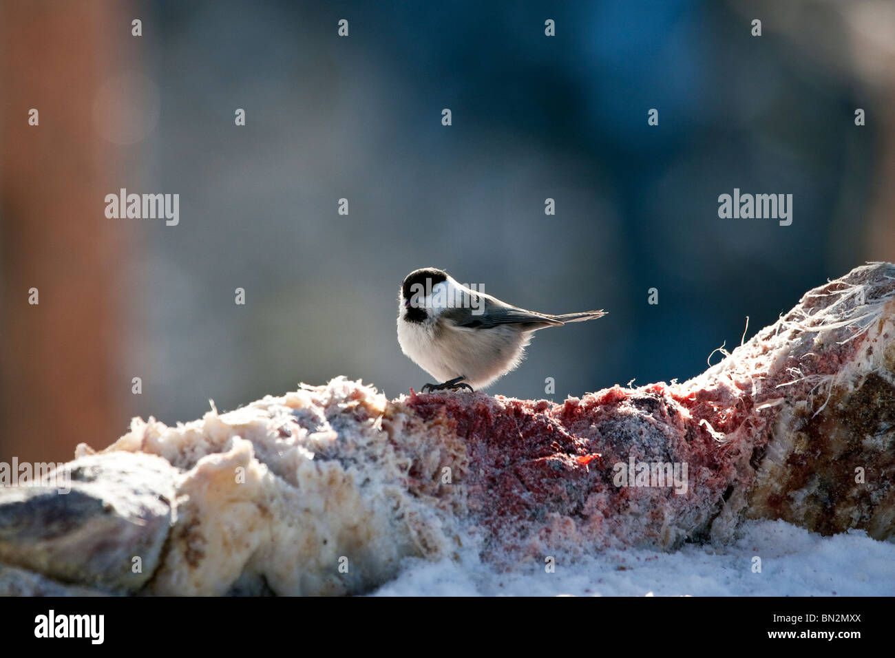 Lapland bird winter hi-res stock photography and images - Alamy