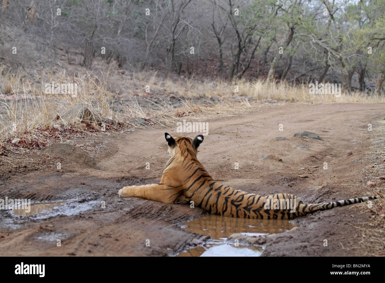 Water hole in the middle of the jungle hi-res stock photography and ...