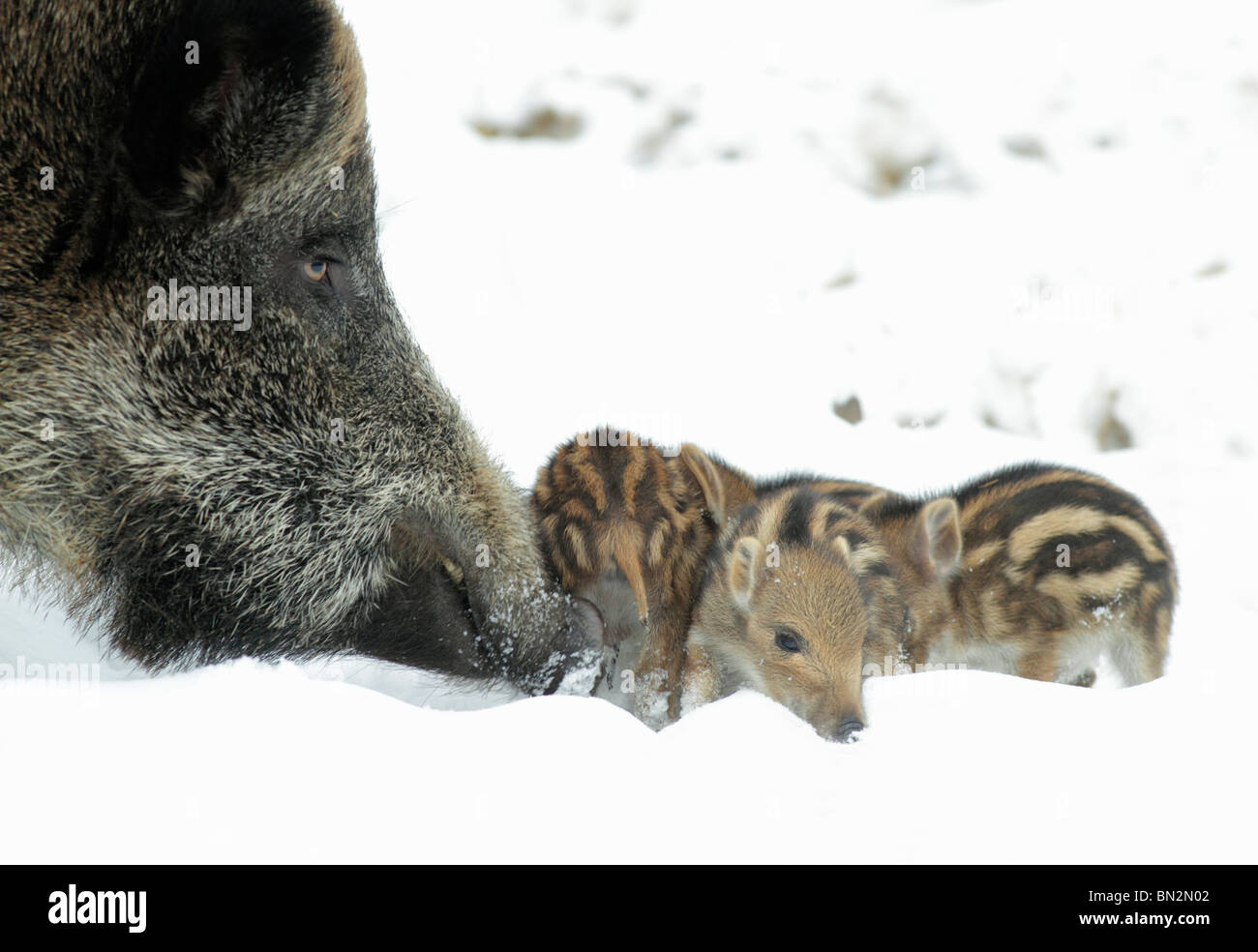 Baby piglets hi-res stock photography and images - Alamy