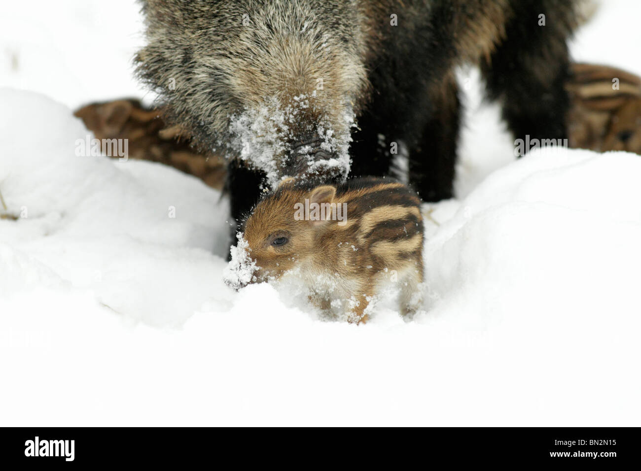 Baby wild boar hi-res stock photography and images - Alamy