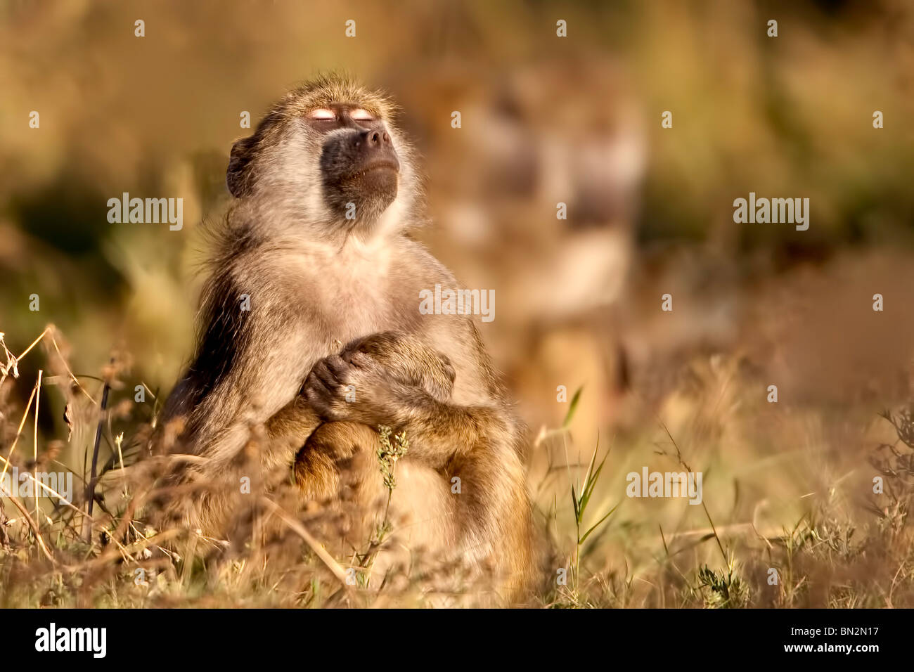 Praying To Sun High Resolution Stock Photography and Images - Alamy