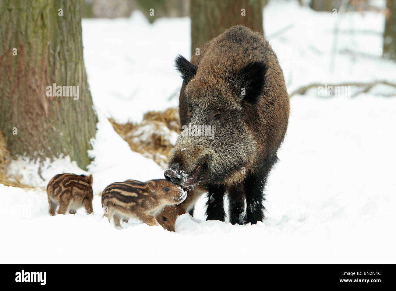 European Wild Pig or Boar (Sus scrofa) sow with piglets, winter ...