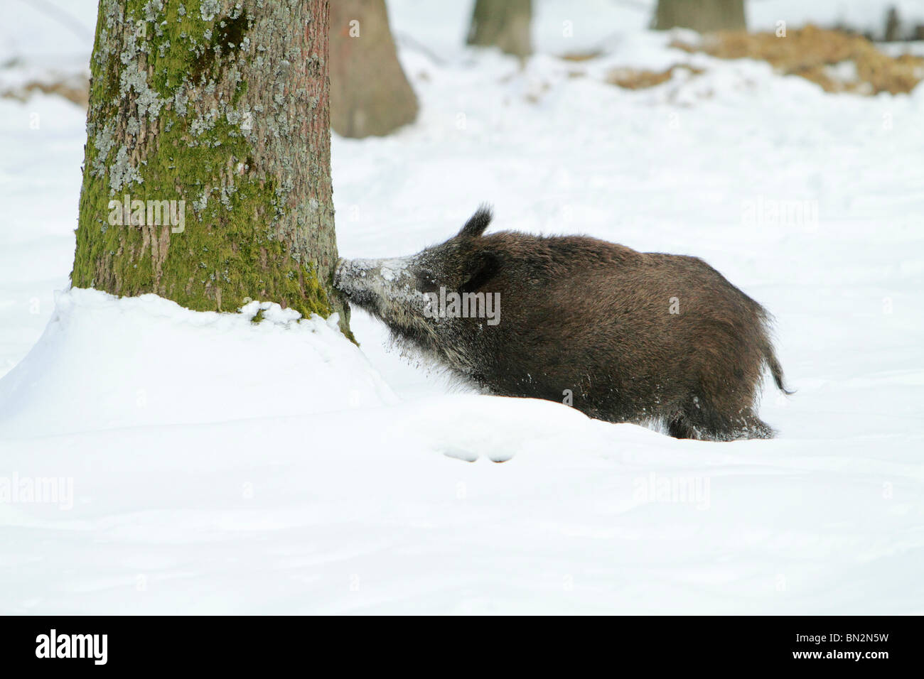 Tree chewing hi-res stock photography and images - Alamy