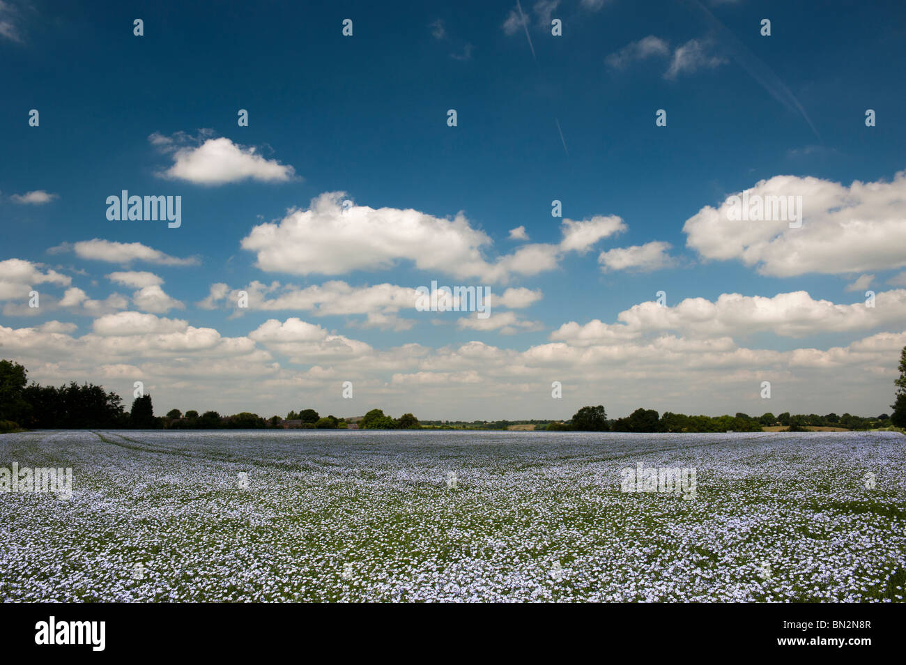 Linum usitatissimum. Linseed crop flowering in a field in the English ...