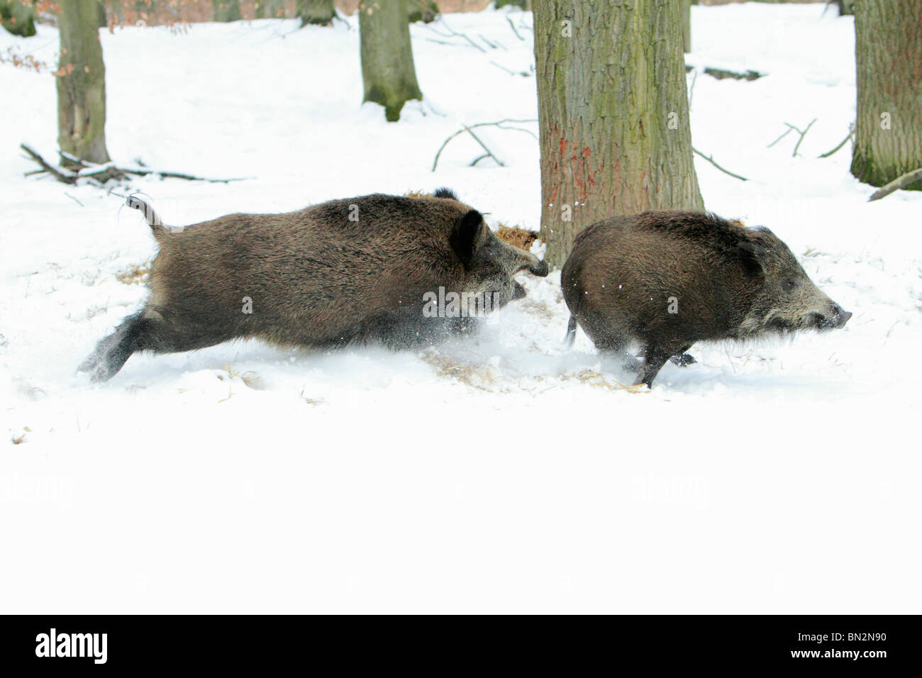Sows High Resolution Stock Photography and Images - Alamy
