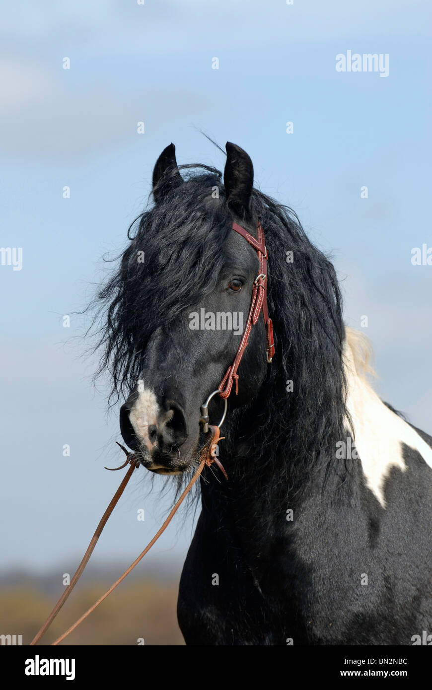 Bridled stallion hi-res stock photography and images - Alamy