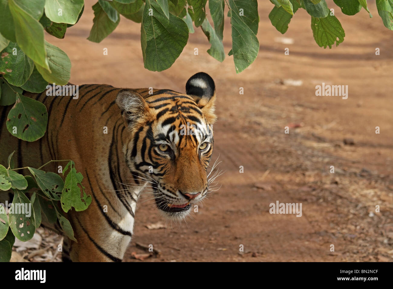 Tiger in leaves hi-res stock photography and images - Alamy