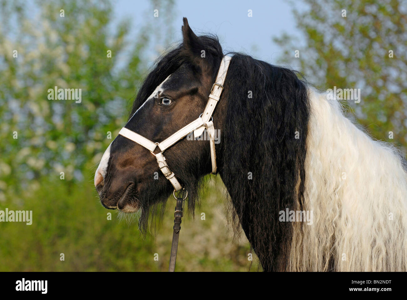 Irish Tinker Portrait Stock Photo - Alamy