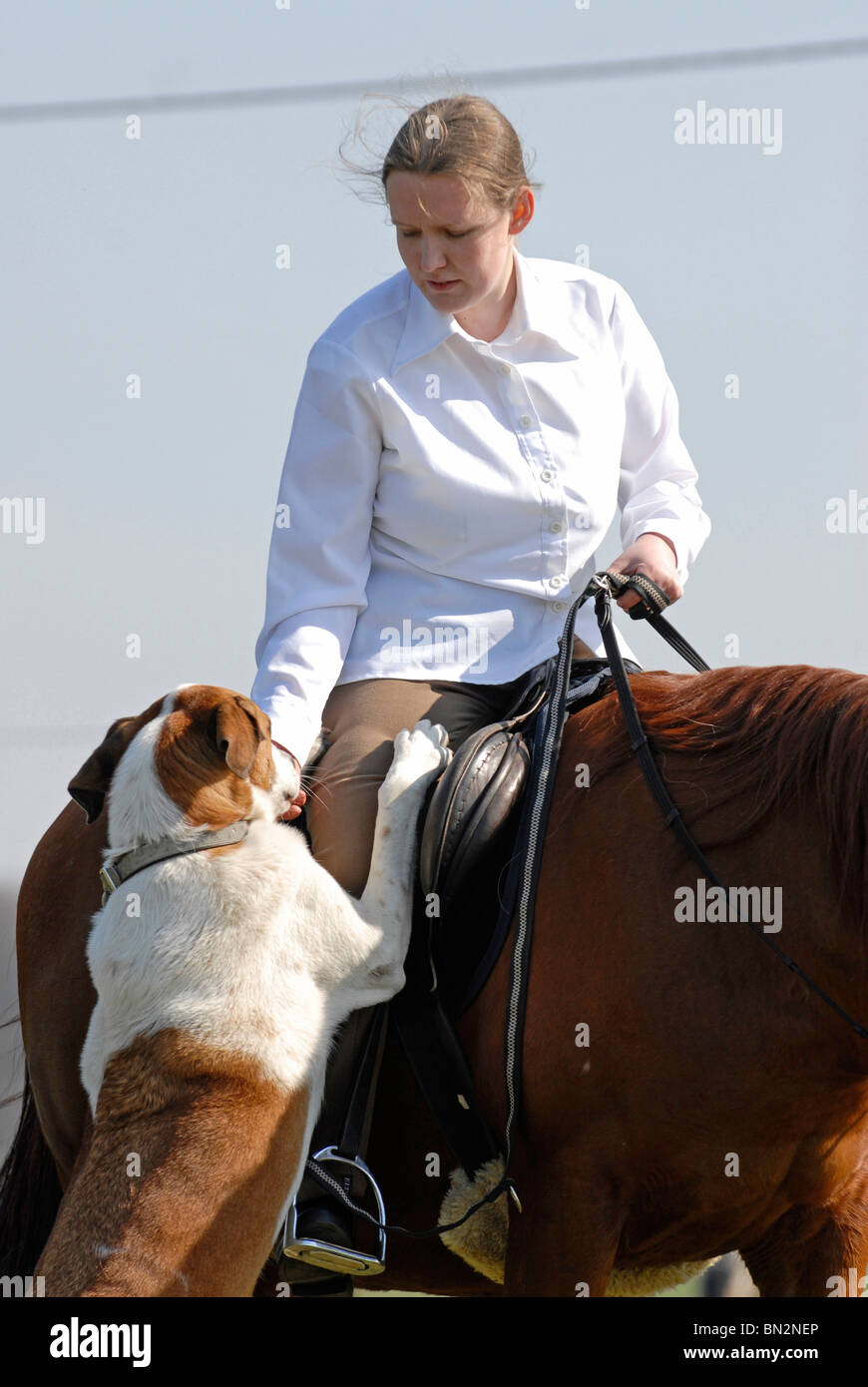rider accompanied by dog Stock Photo - Alamy