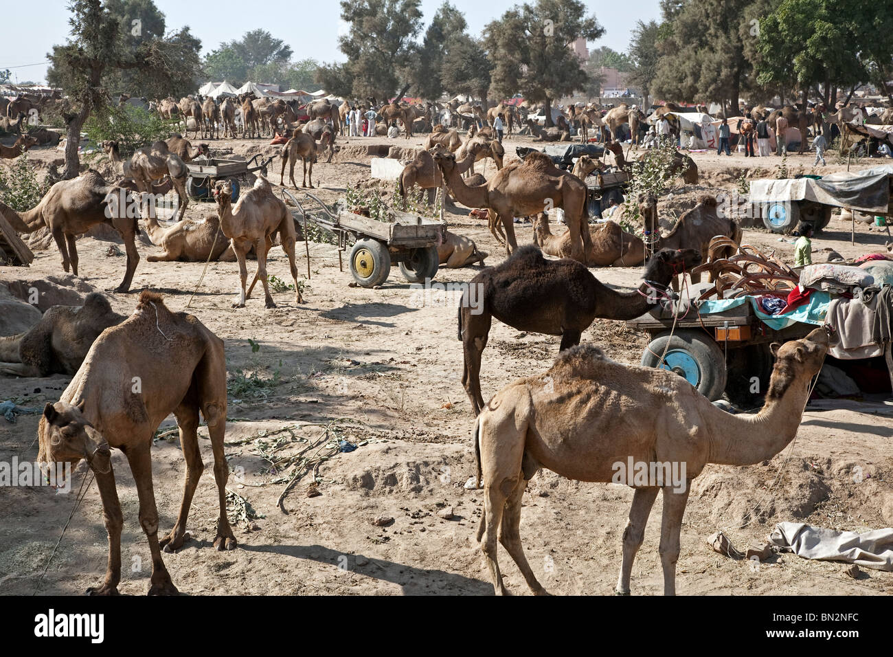 Camels. Nagaur cattle fair. Rajasthan. India Stock Photo - Alamy