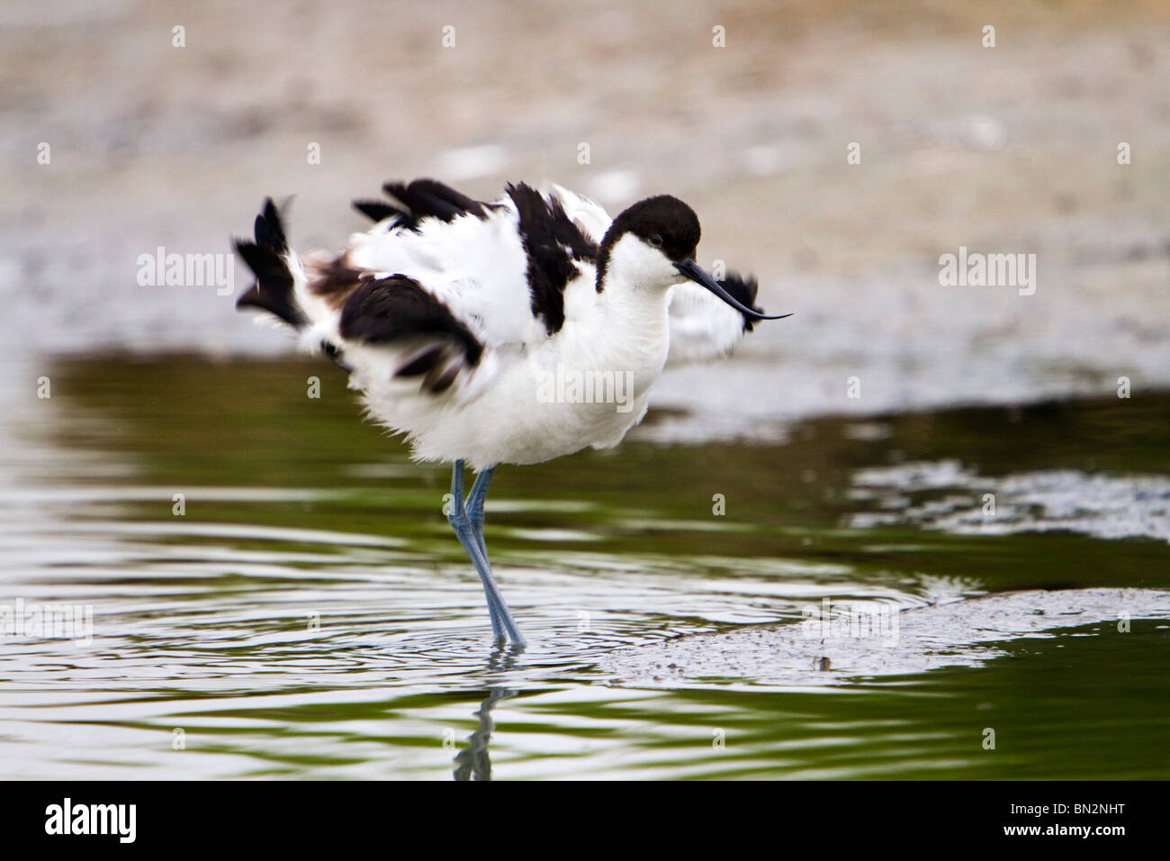 Avocet Legs High Resolution Stock Photography and Images - Alamy