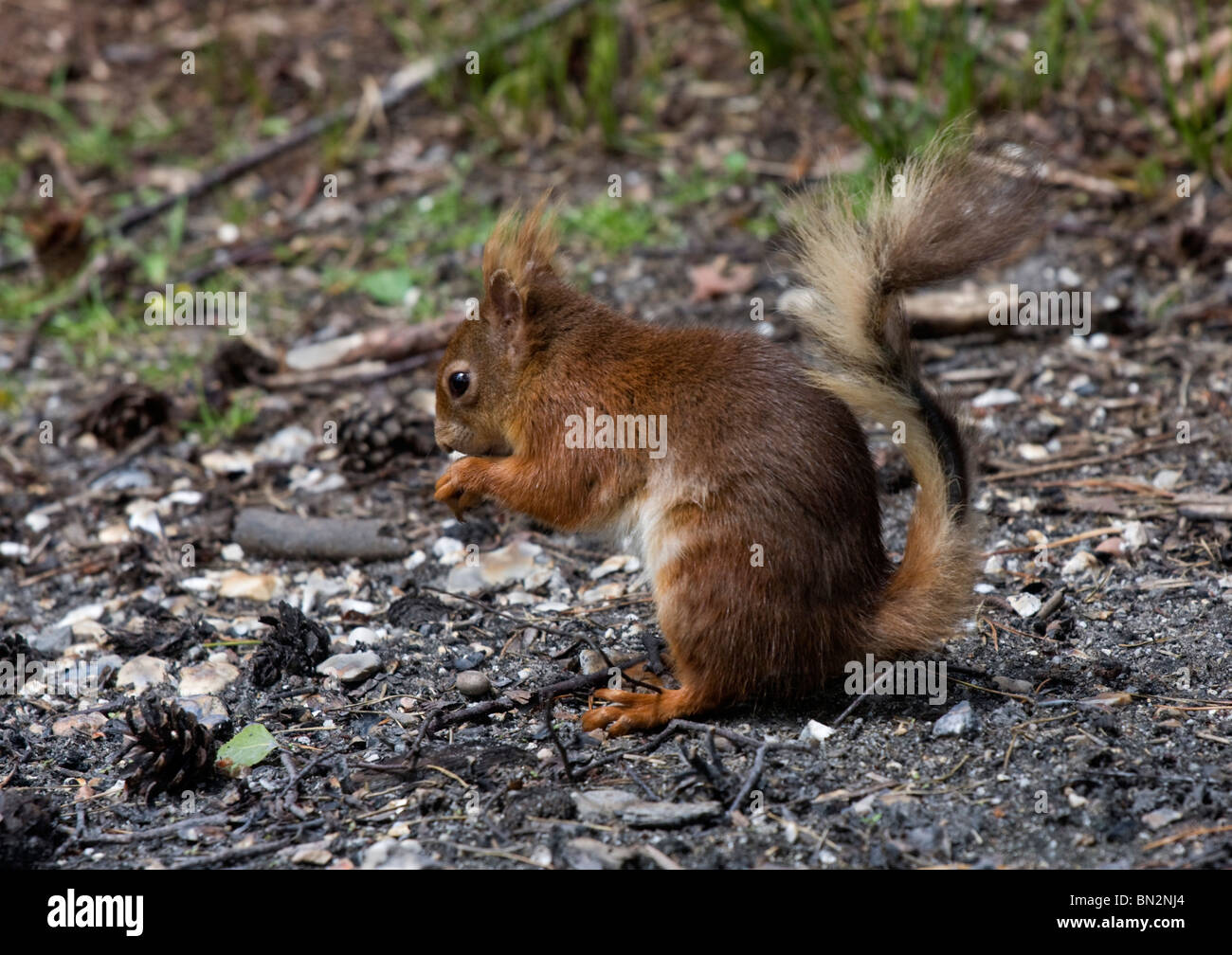 Brownsea island red squirrel hi-res stock photography and images - Alamy
