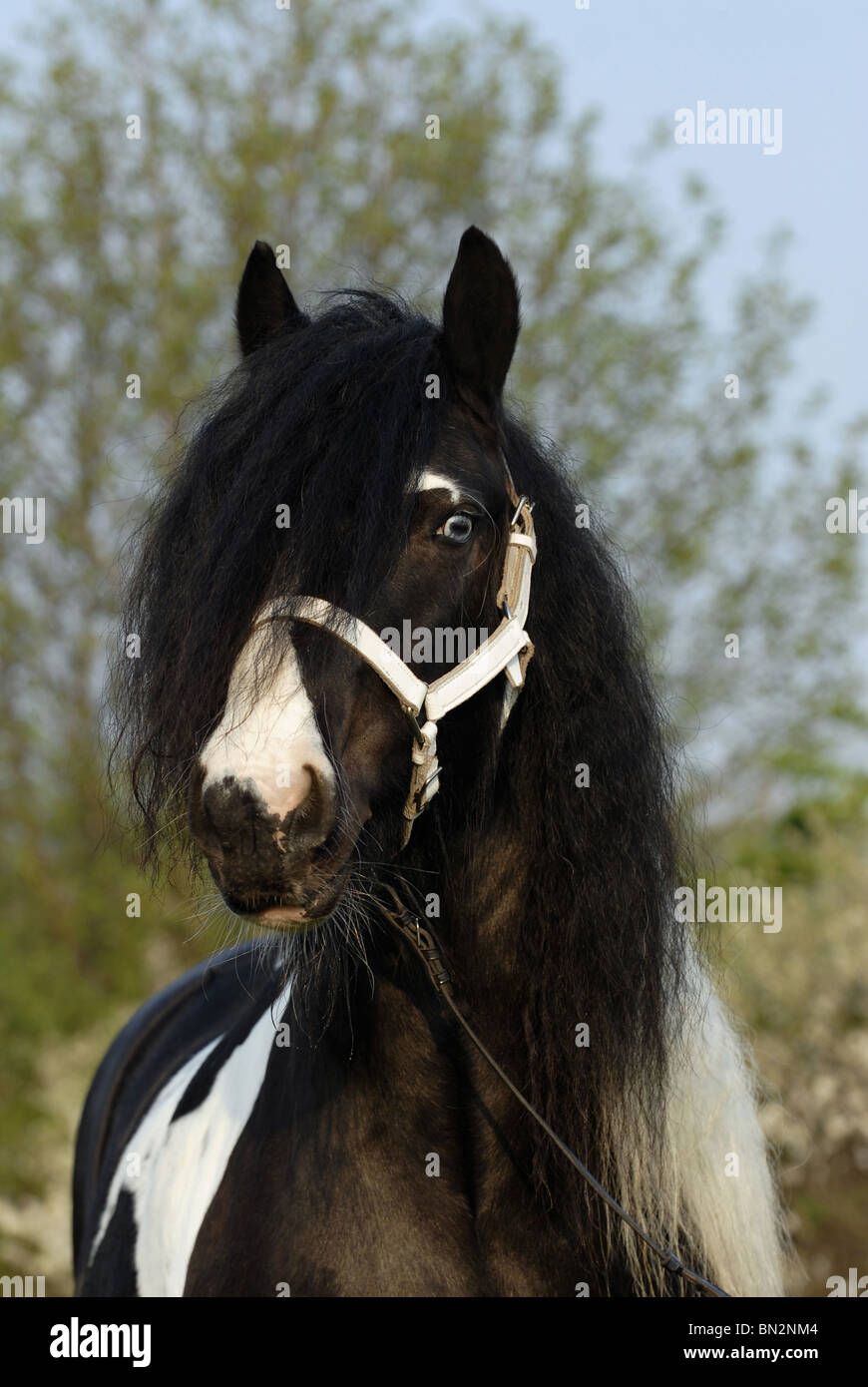 Irish Tinker Portrait Stock Photo - Alamy
