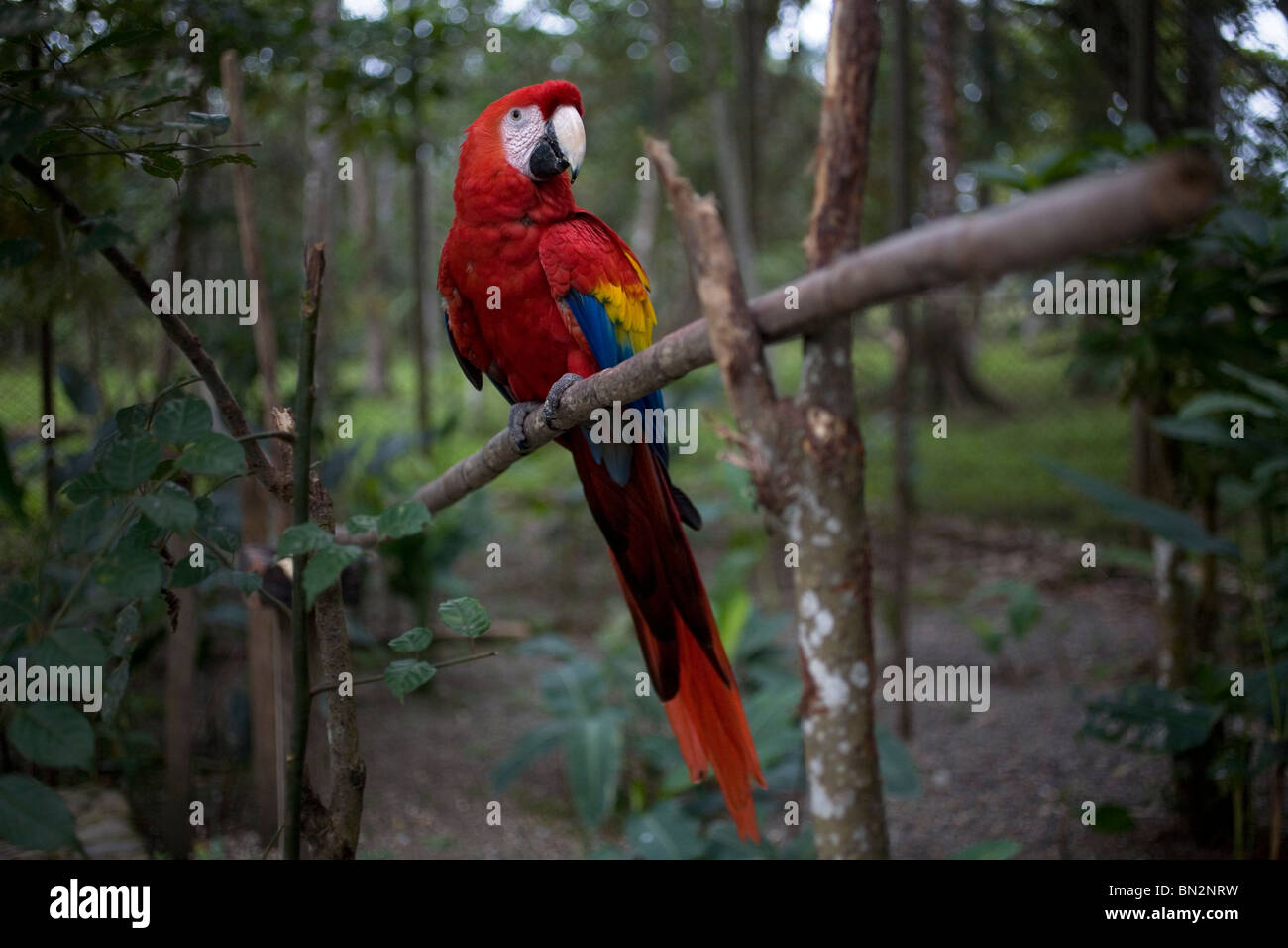 A caged Scarlet Macaw in Montes Azules Biosphere Reserve in Lacandon ...