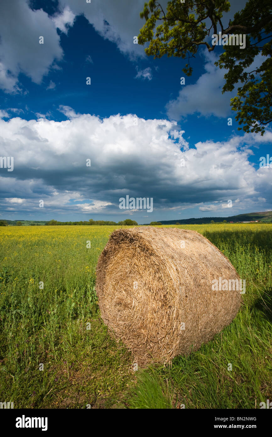 Bails of hay under a single tree and dramatic sky in Middlesbrough ...